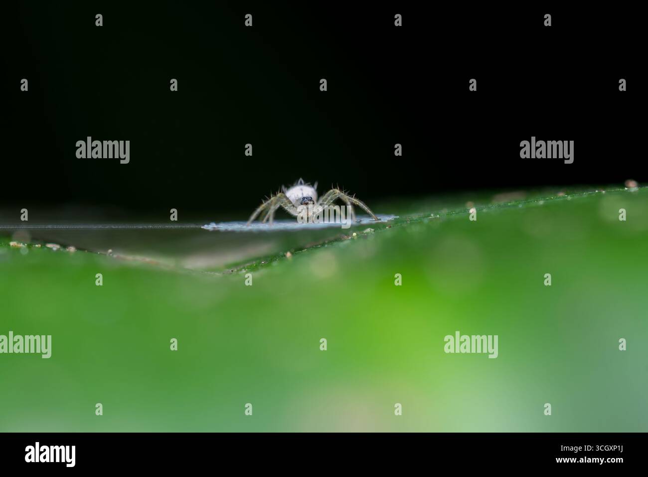 Macro images of a white orb weaver spider (Araneidae) resting on a ...