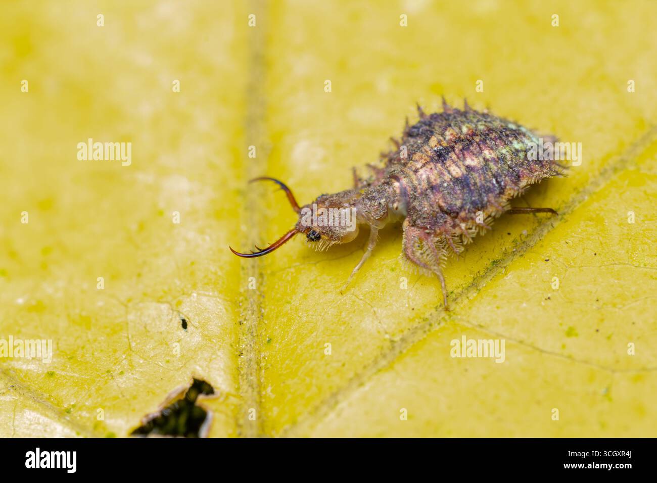 Extreme macro image series of an armored Owlfly larva (family ...