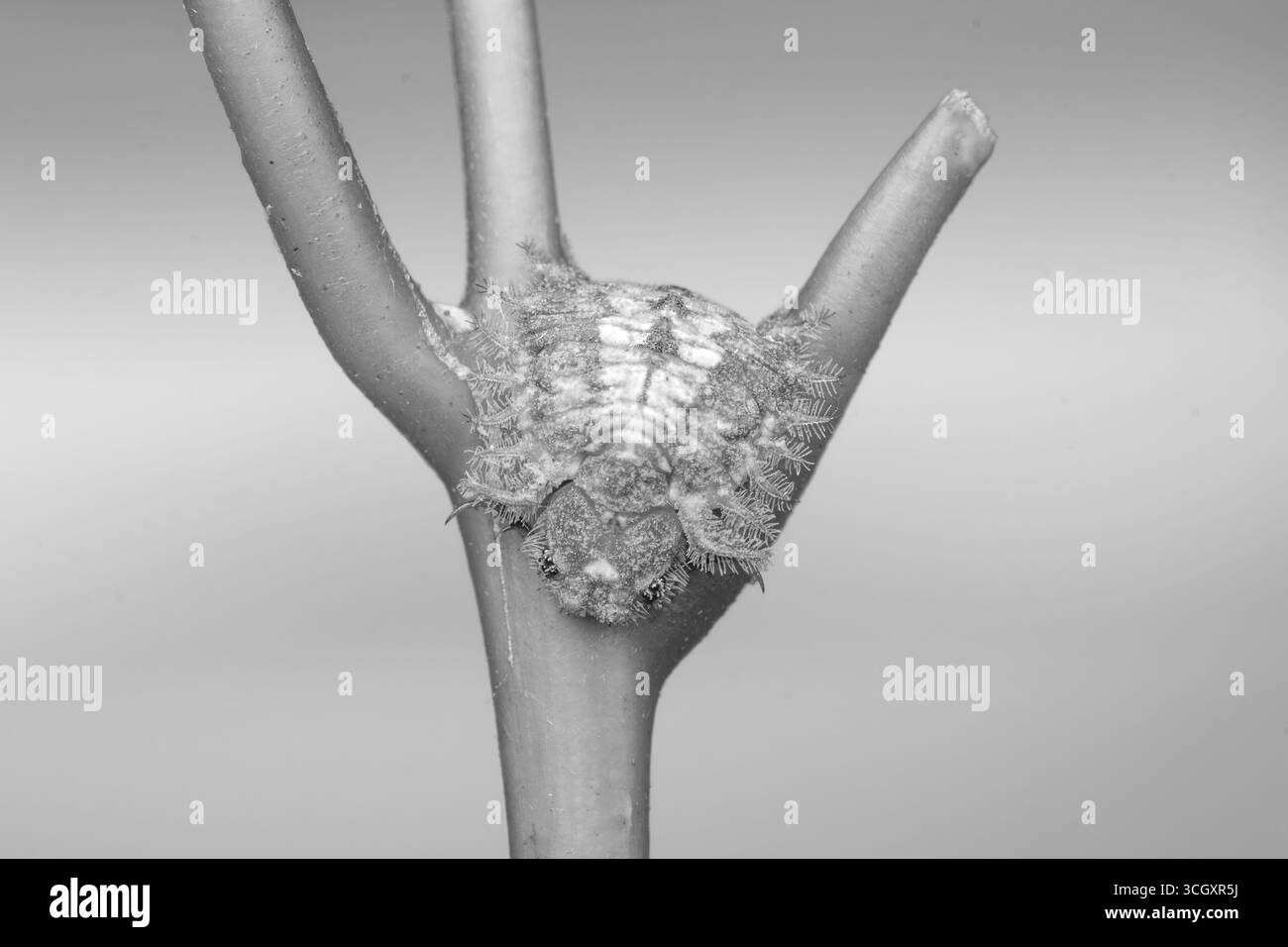Insect camouflage behavior Black and White Stock Photos & Images - Alamy