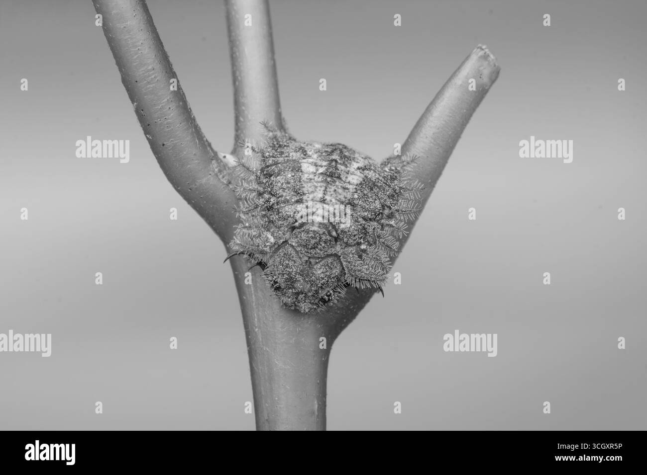 Insect camouflage behavior Black and White Stock Photos & Images - Alamy