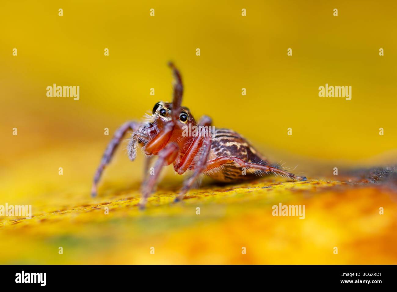 Pancorius hi-res stock photography and images - Alamy