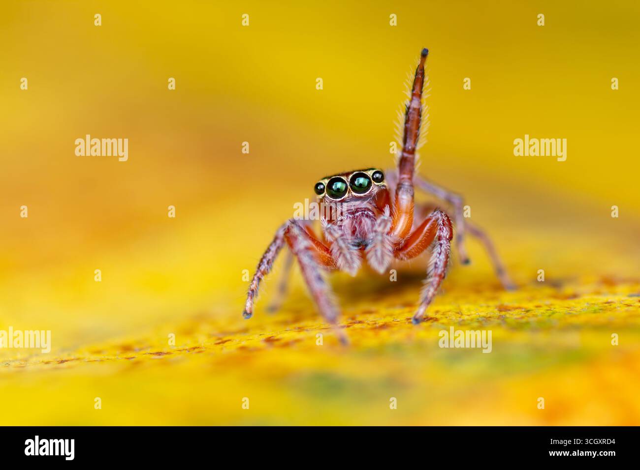 Pancorius hi-res stock photography and images - Alamy