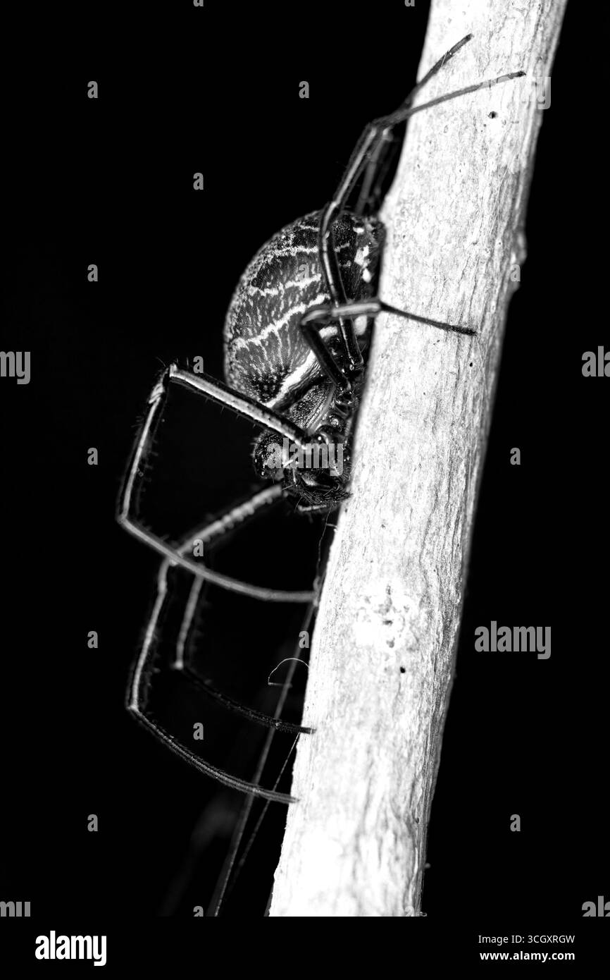 A striking close-up macro photograph of a Hermit Spider (Nephilengys ...