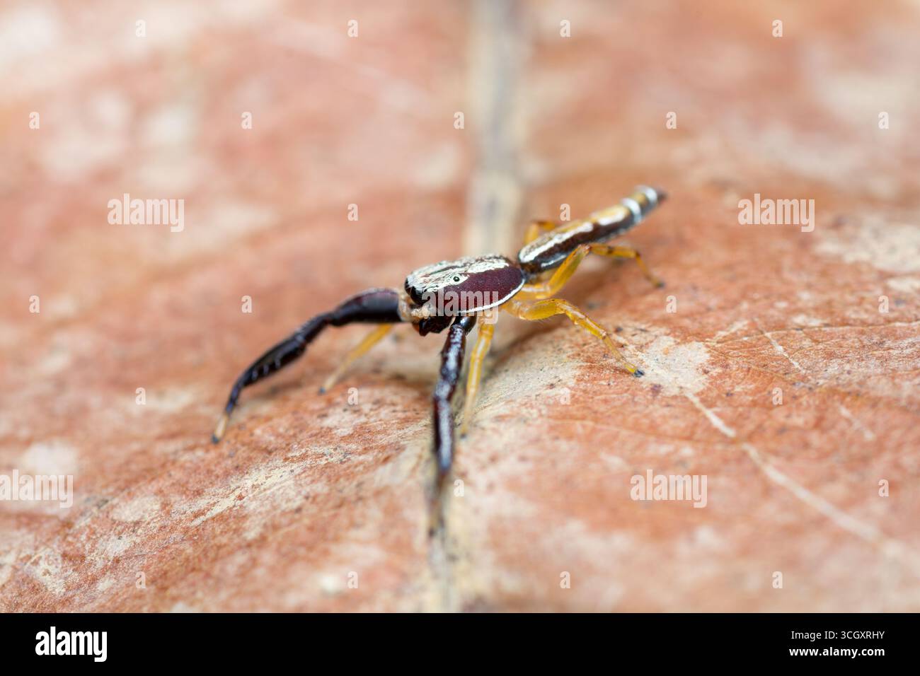 Close-up macro image of Padillothorax semiostrinus, a colorful and rare ...