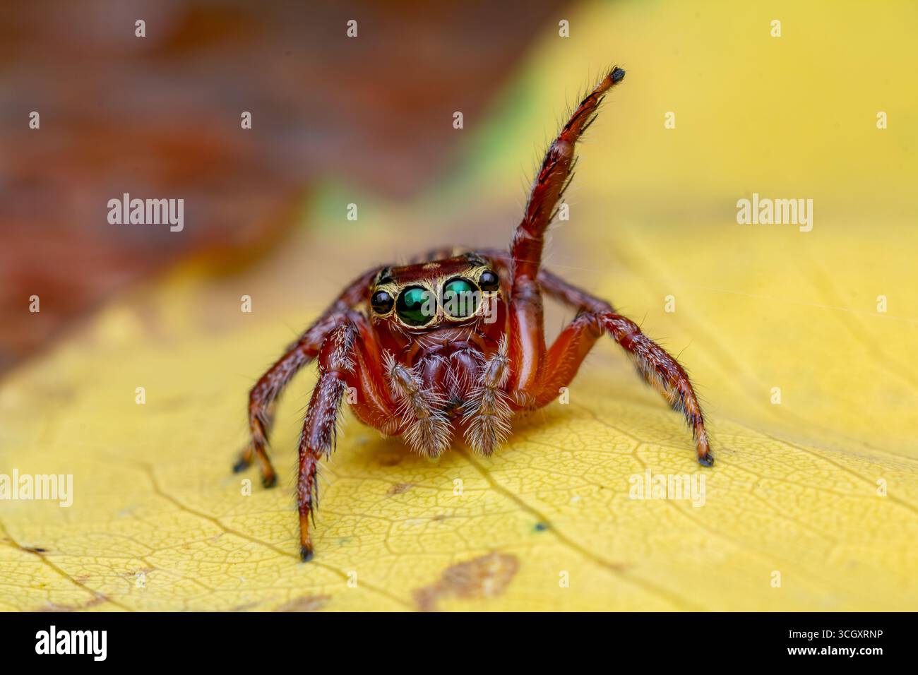 A detailed macro image of a jumping spider (cf. Pancorius species ...