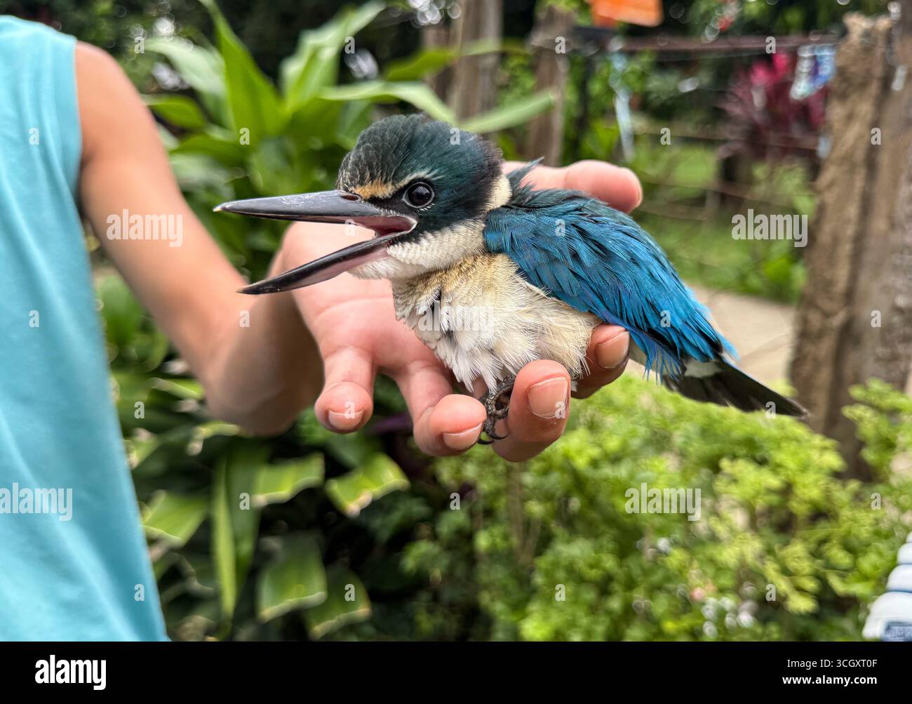 Ibaan, Philippines. Aug 30,2025. A White-collared Kingfisher perched on ...