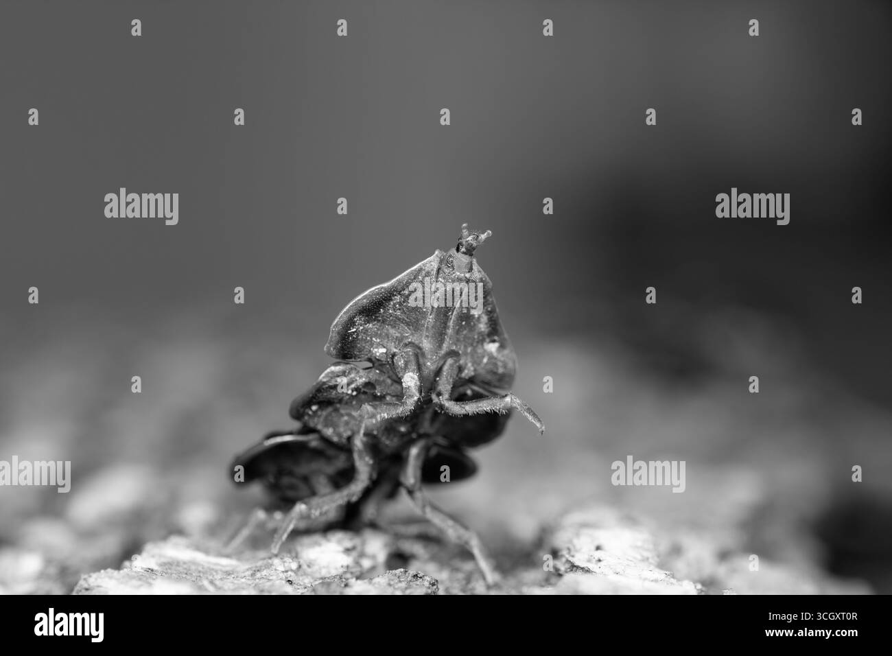 Trilobite beetle Black and White Stock Photos & Images - Alamy