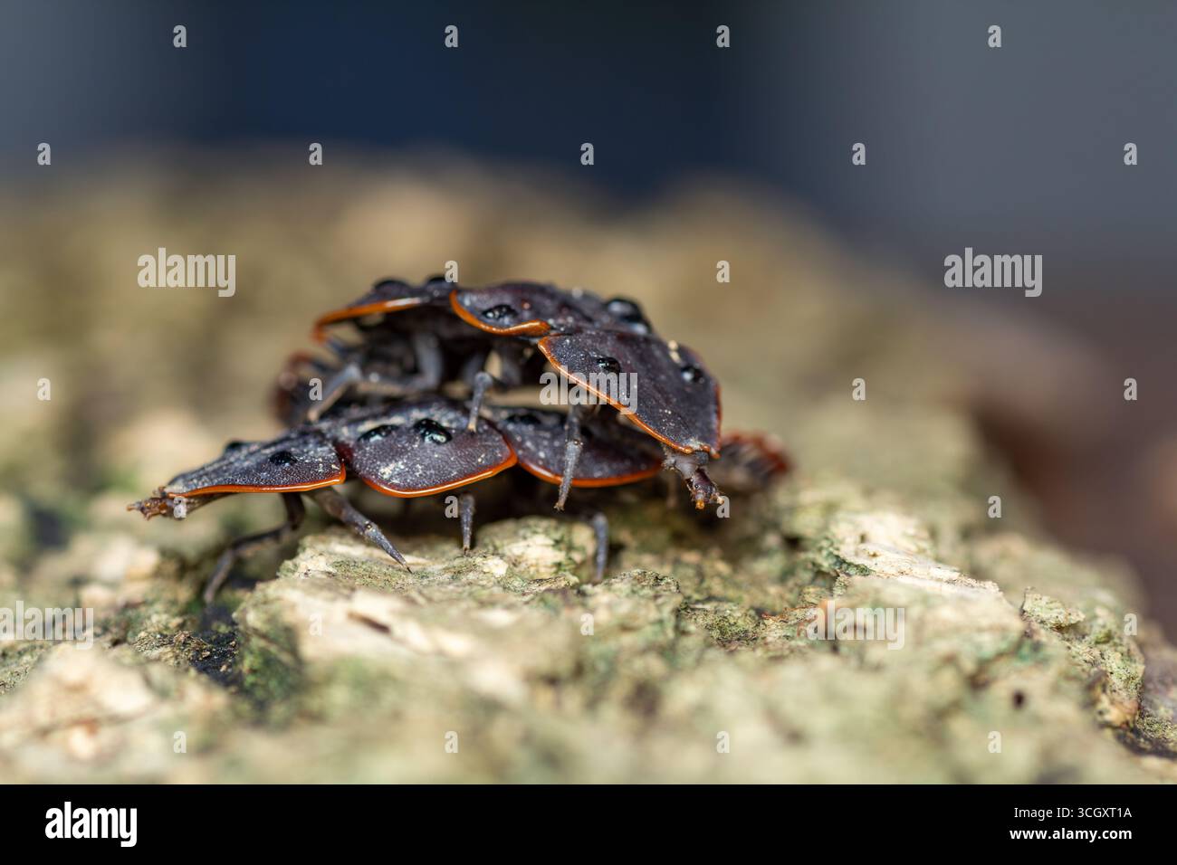 A striking macro photograph of a trilobite beetle larva (genus ...