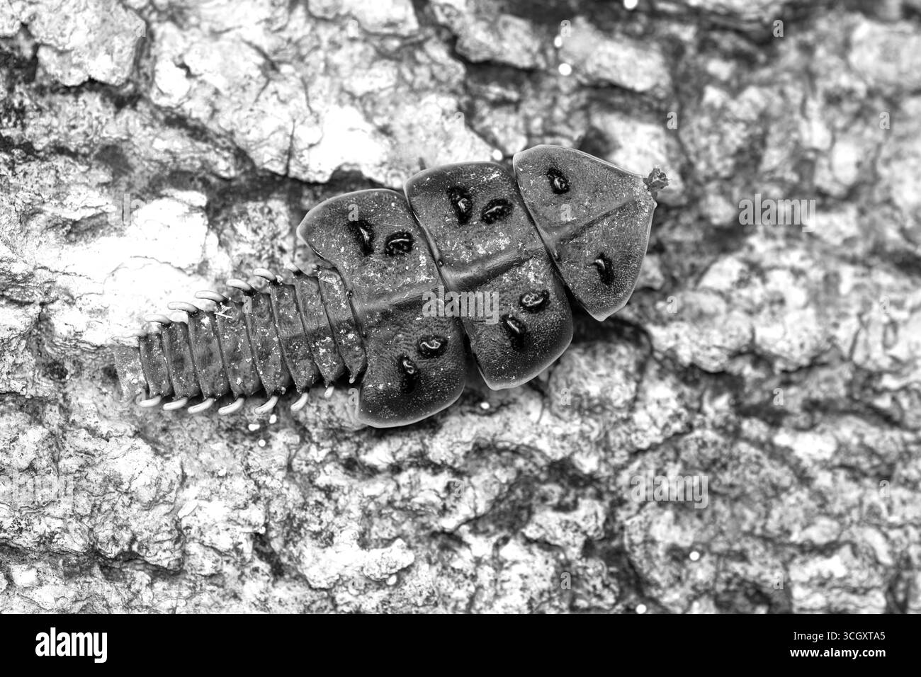 A striking macro photograph of a trilobite beetle larva (genus ...