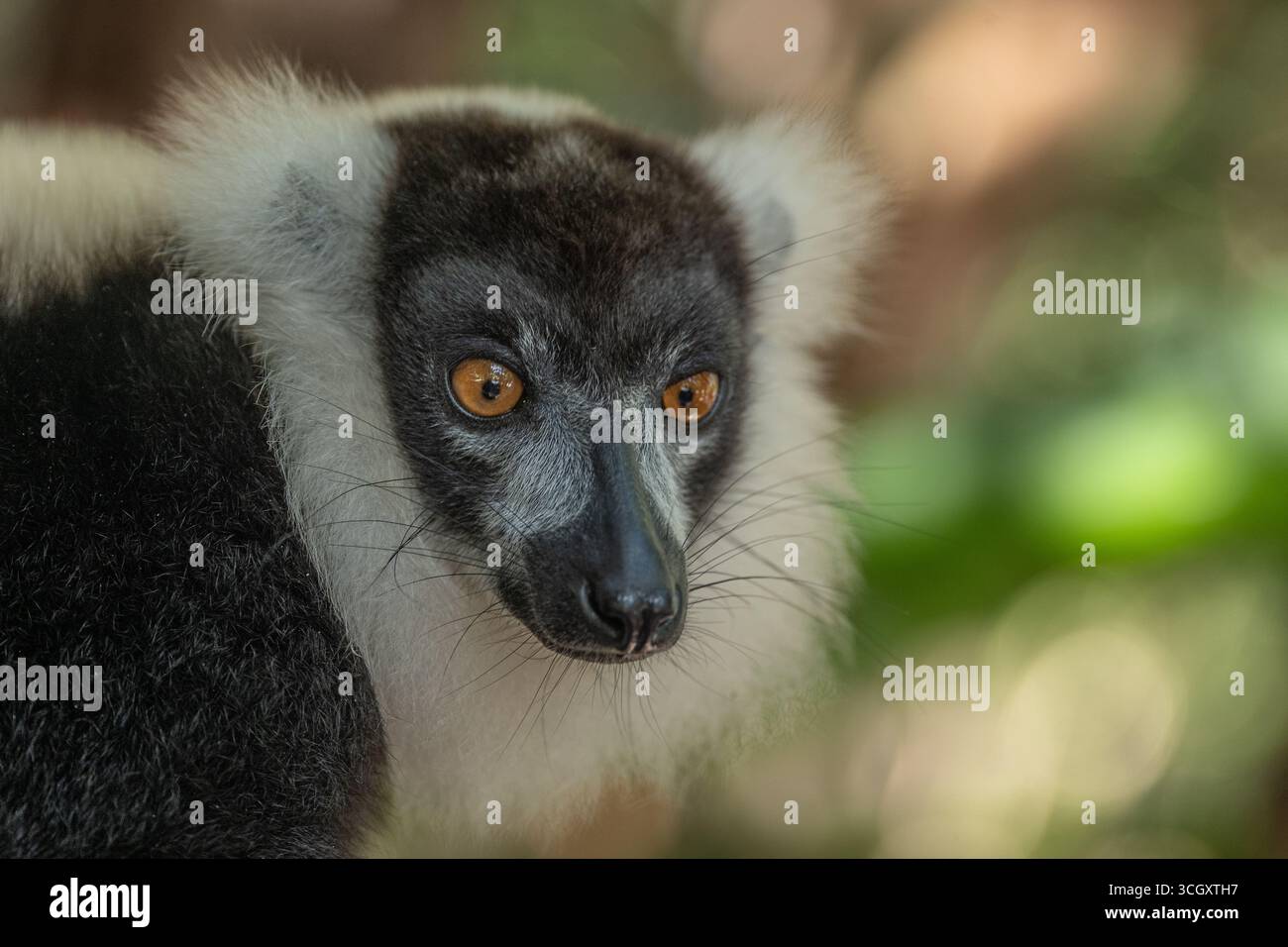 Black-and-white ruffed lemur resting in Andasibe rainforest, Madagascar ...