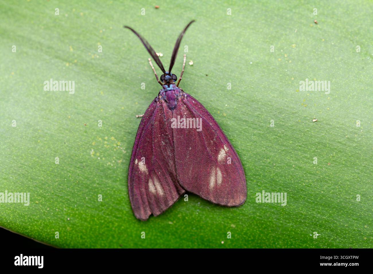 Vibrant moth displays hi-res stock photography and images - Alamy