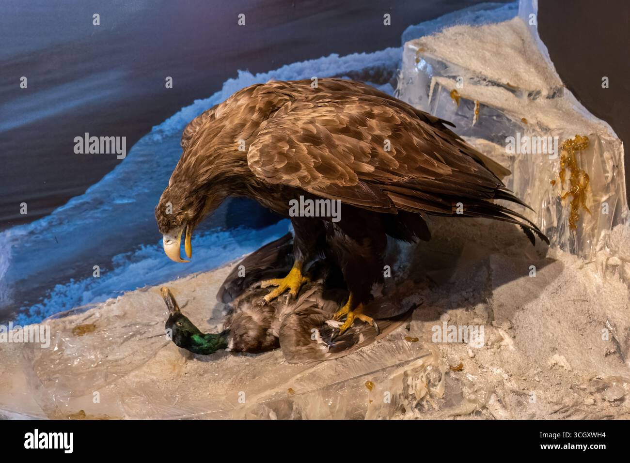 Taxidermy eagle with talons on mallard duck prey in museum diorama ...