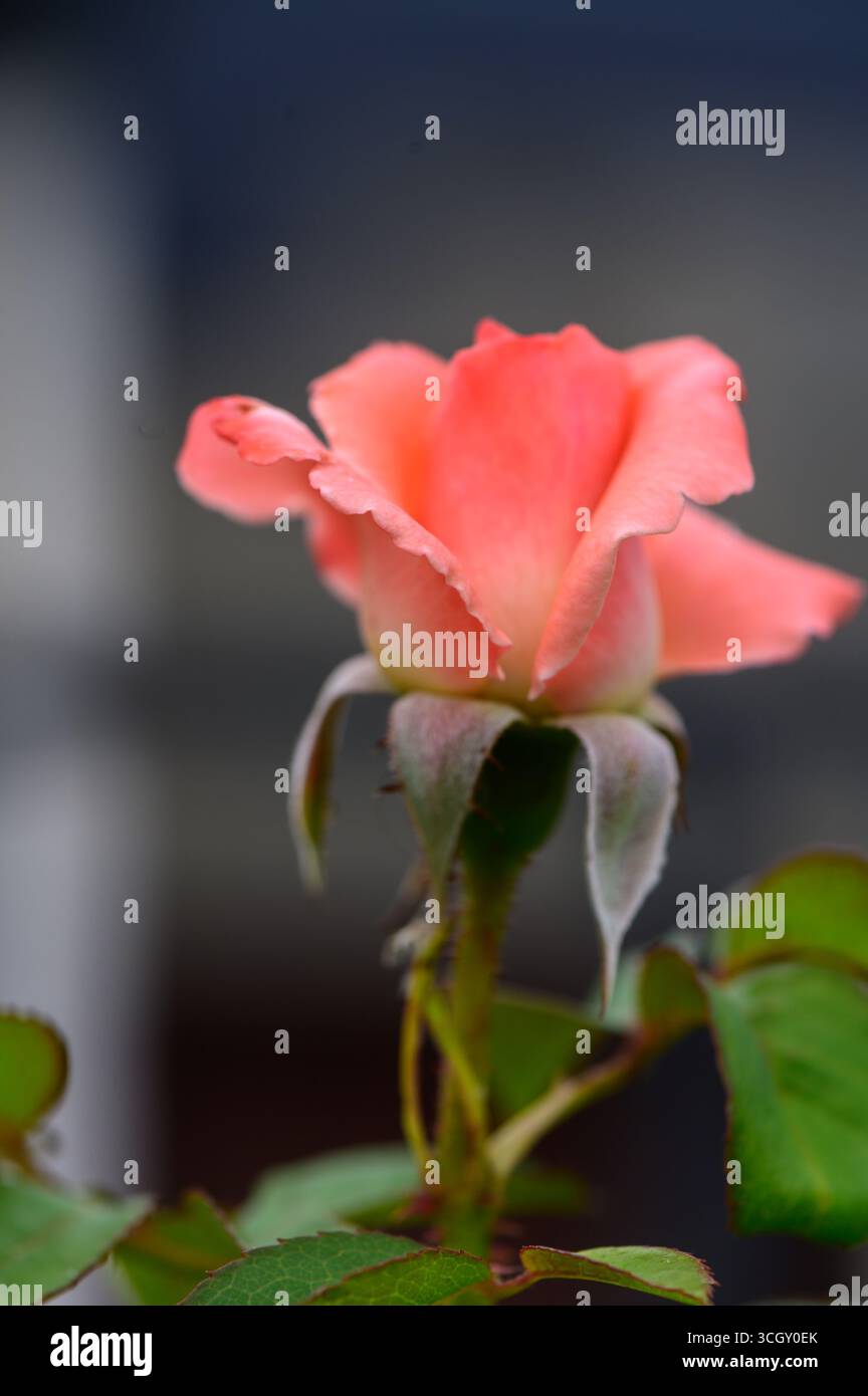 Macro view of a pink rose in full bloom on Cyprus, with sunlight and ...