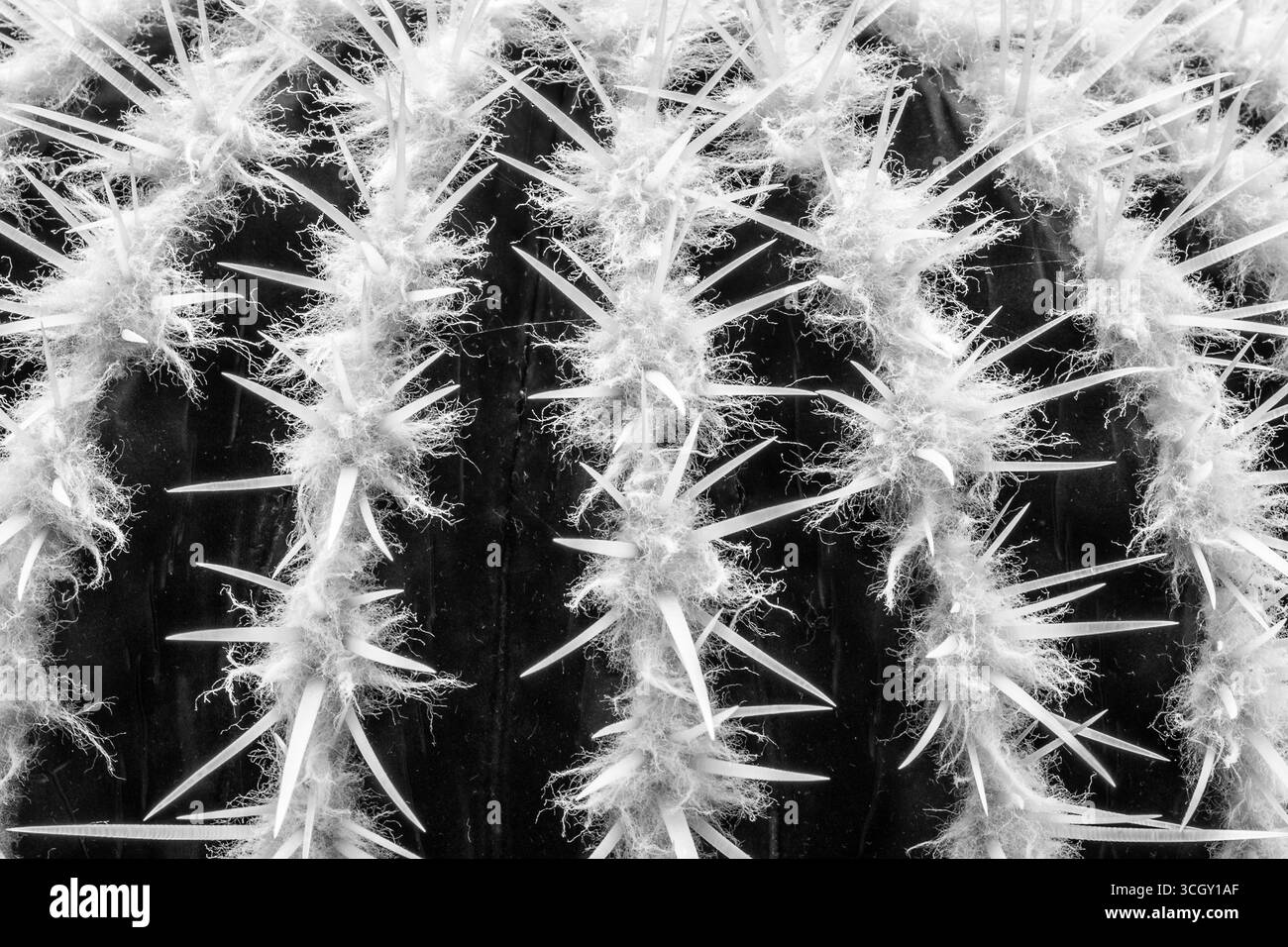 Spiky spines of Echinocactus with a hairy mound at the base of each ...