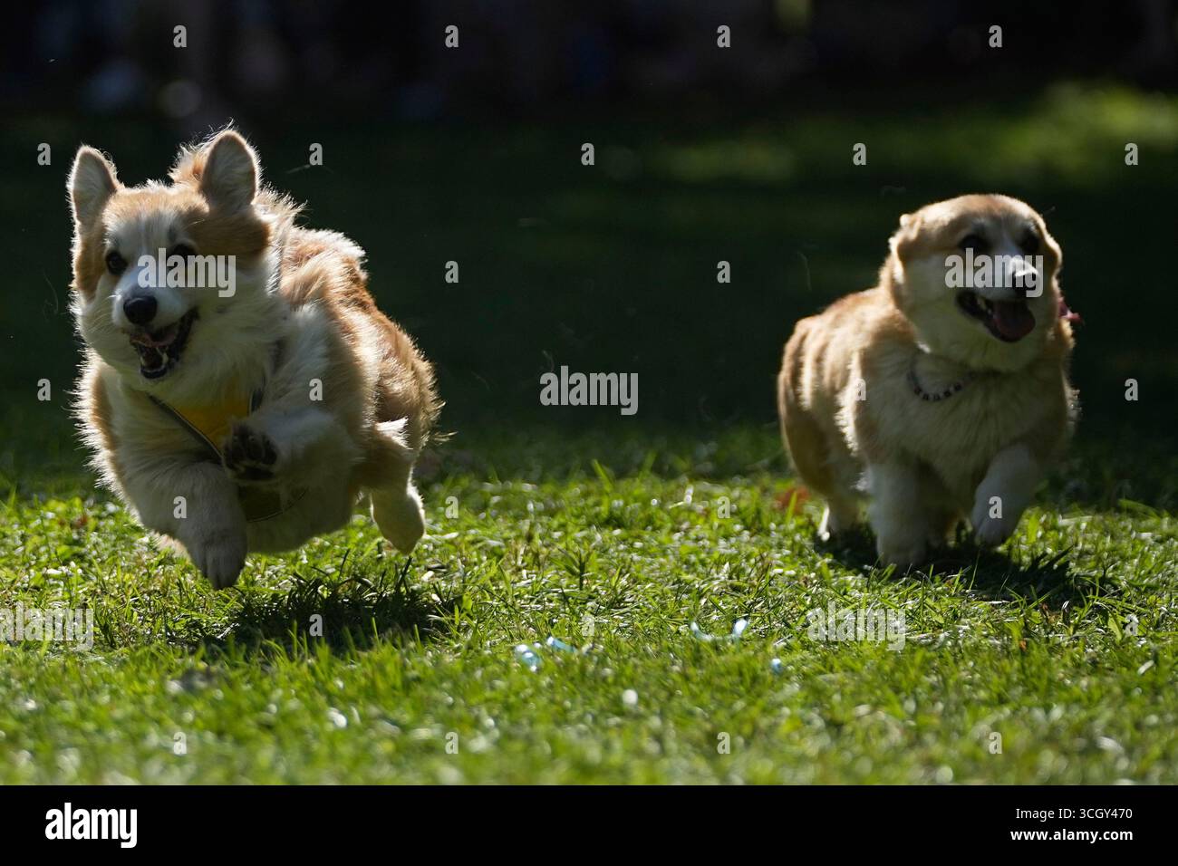 Corgis compete in a race during a corgi parade at VDNKh, The Exhibition ...