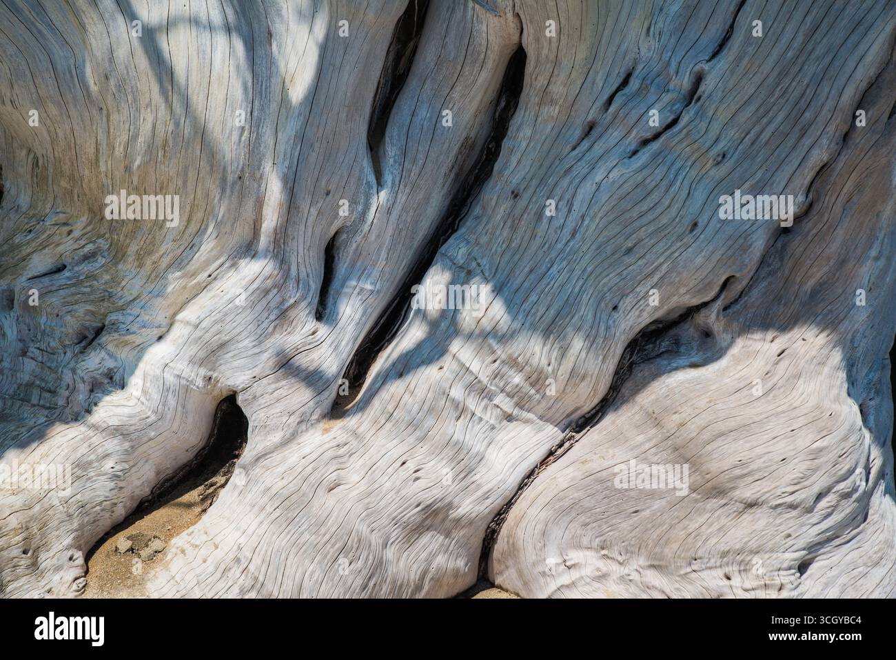 The dead and sun bleached wood of a Pohutukawa tree on a beach in New ...