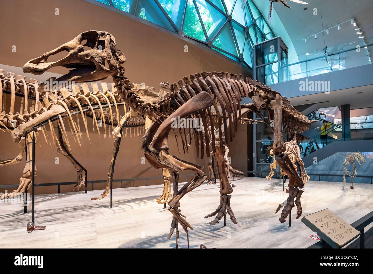 Skeleton, dinosaur, (Edmontosaurus), exhibition, exhibition rooms ...