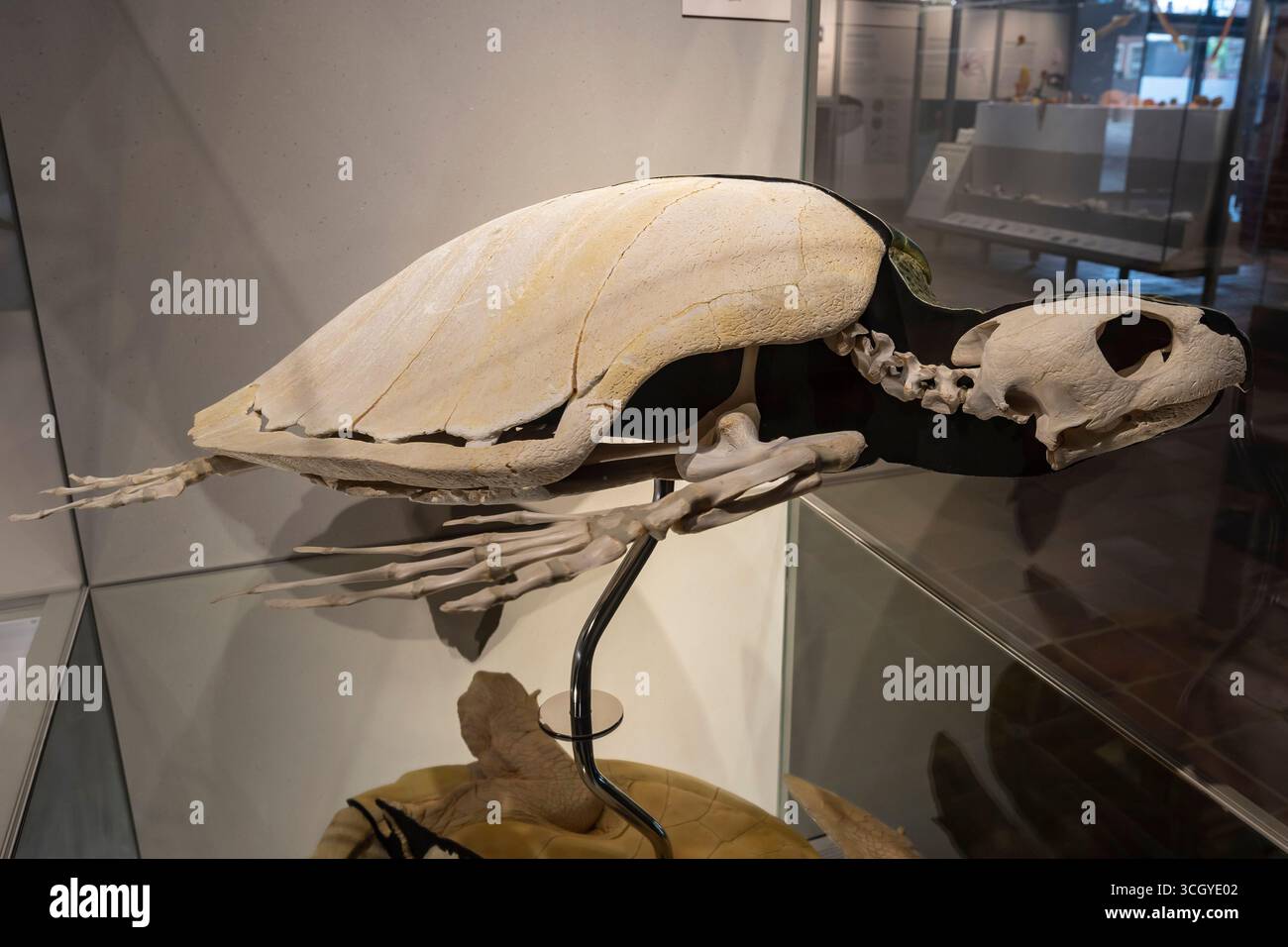 Atlantic ridley turtle (Lepidochelys kempii), skeleton, specimen ...