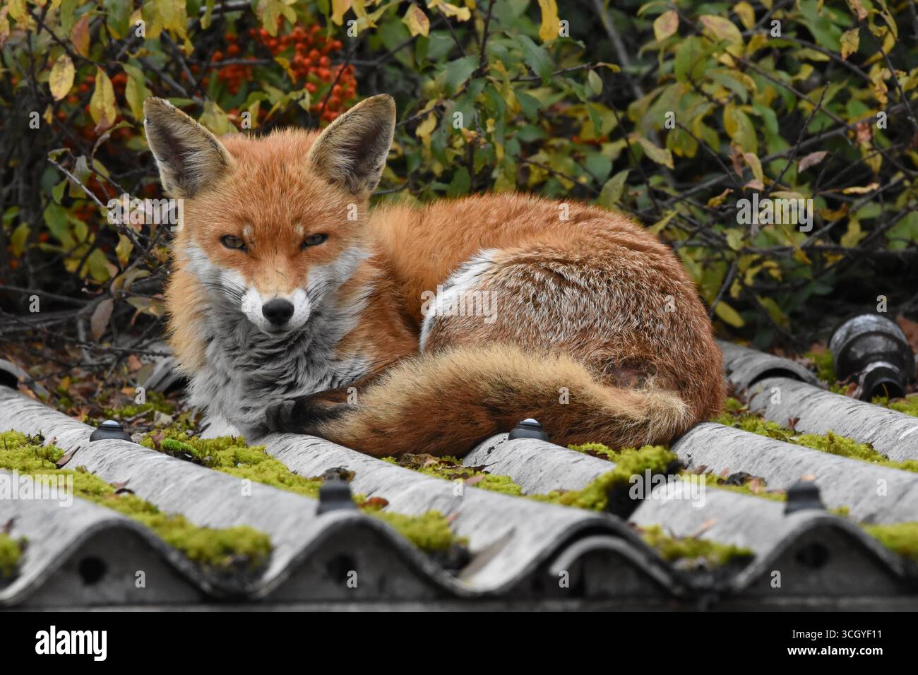 Red fox garage hi-res stock photography and images - Alamy