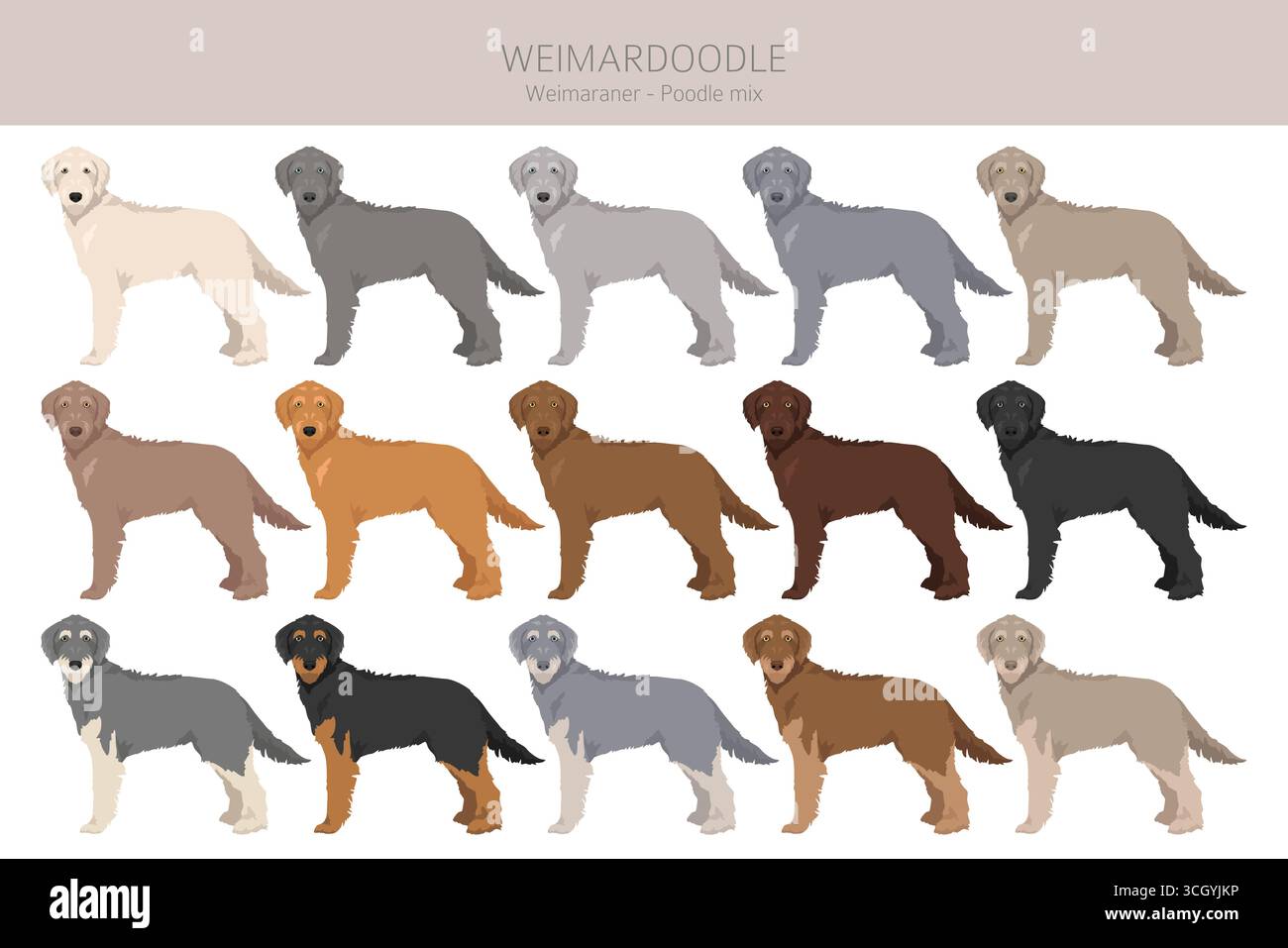 Weimardoodle clipart. Weimaraner Poodle mix. Different coat colors set ...