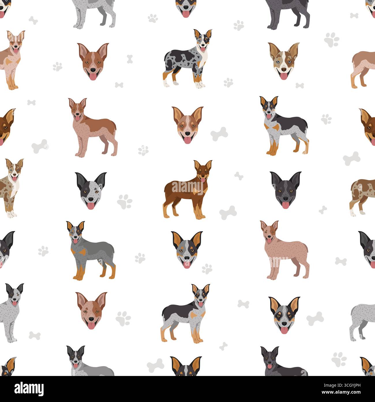 Blue merle australian shepherd puppy Stock Vector Images - Alamy