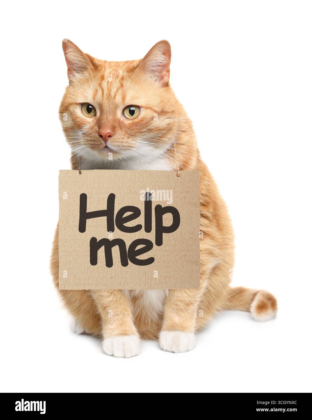 Homeless ginger cat on Cut Out Stock Images & Pictures - Alamy