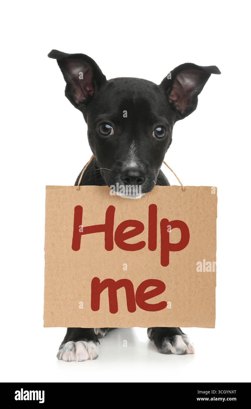 Cute little puppy with sign Help Me on white background. Homeless pet ...
