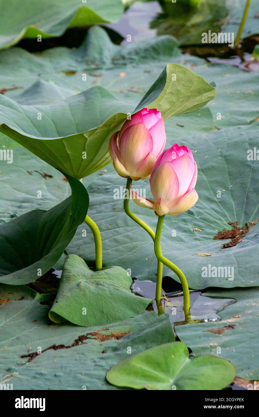 Big green lotus leaf hi-res stock photography and images - Alamy