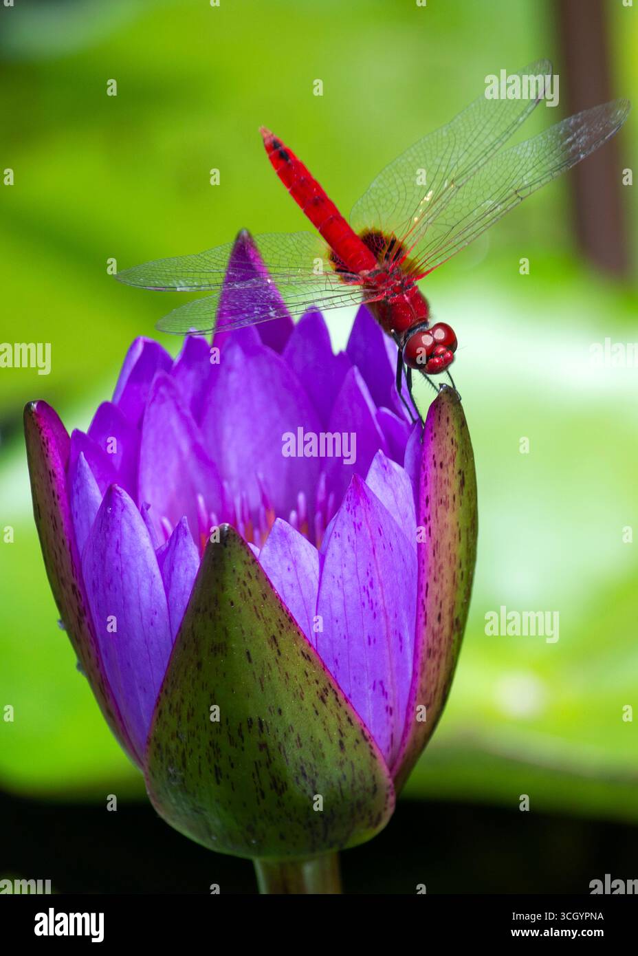 Dragonfly and lotus flower hi-res stock photography and images - Alamy