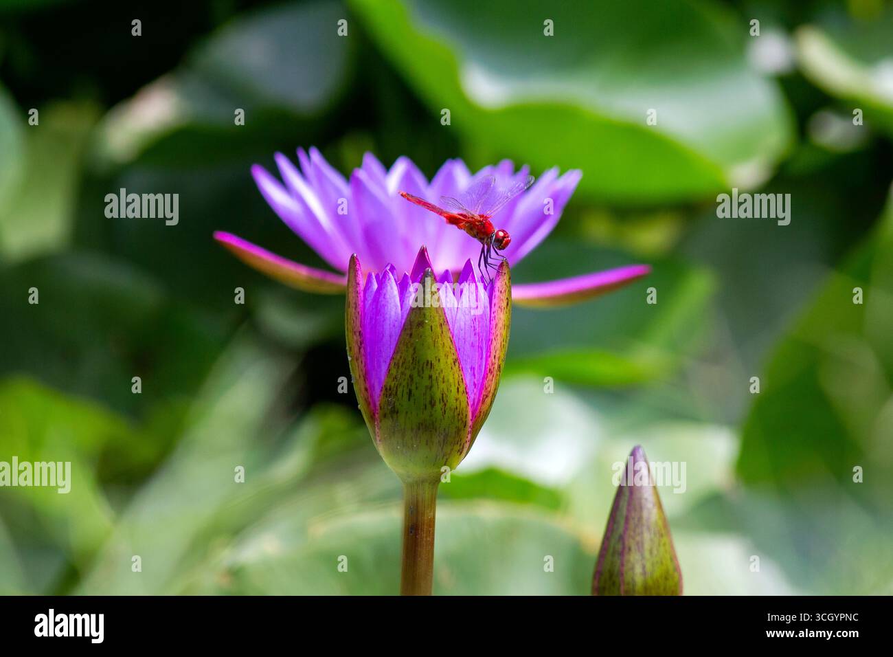 Dragonfly and lotus flower hi-res stock photography and images - Alamy