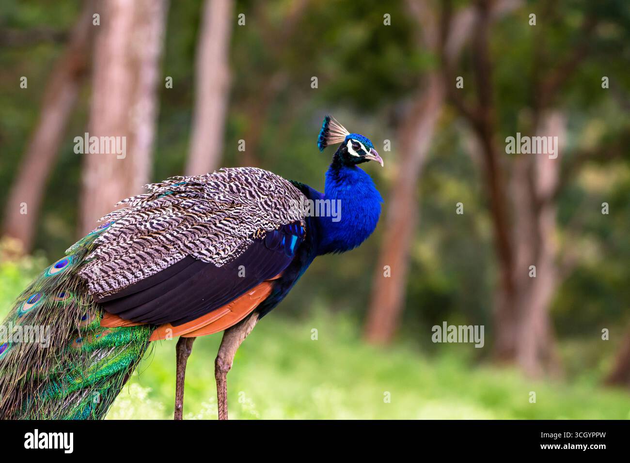 Indian peacock (Pavo cristatus) displaying vibrant tail feathers ...