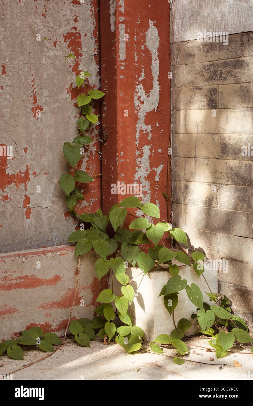 Chinese yam vine climbing hi-res stock photography and images - Alamy