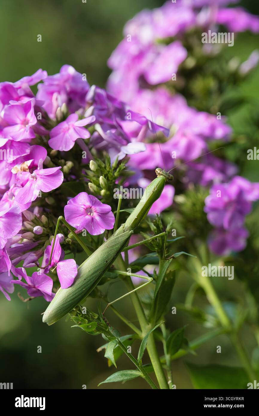 Chinese Praying Mantis on pink flowers Stock Photo - Alamy