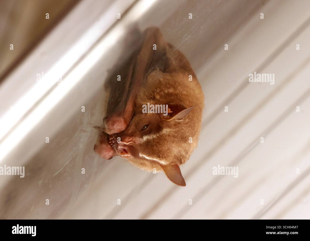 Spotted fruit bat hi-res stock photography and images - Alamy
