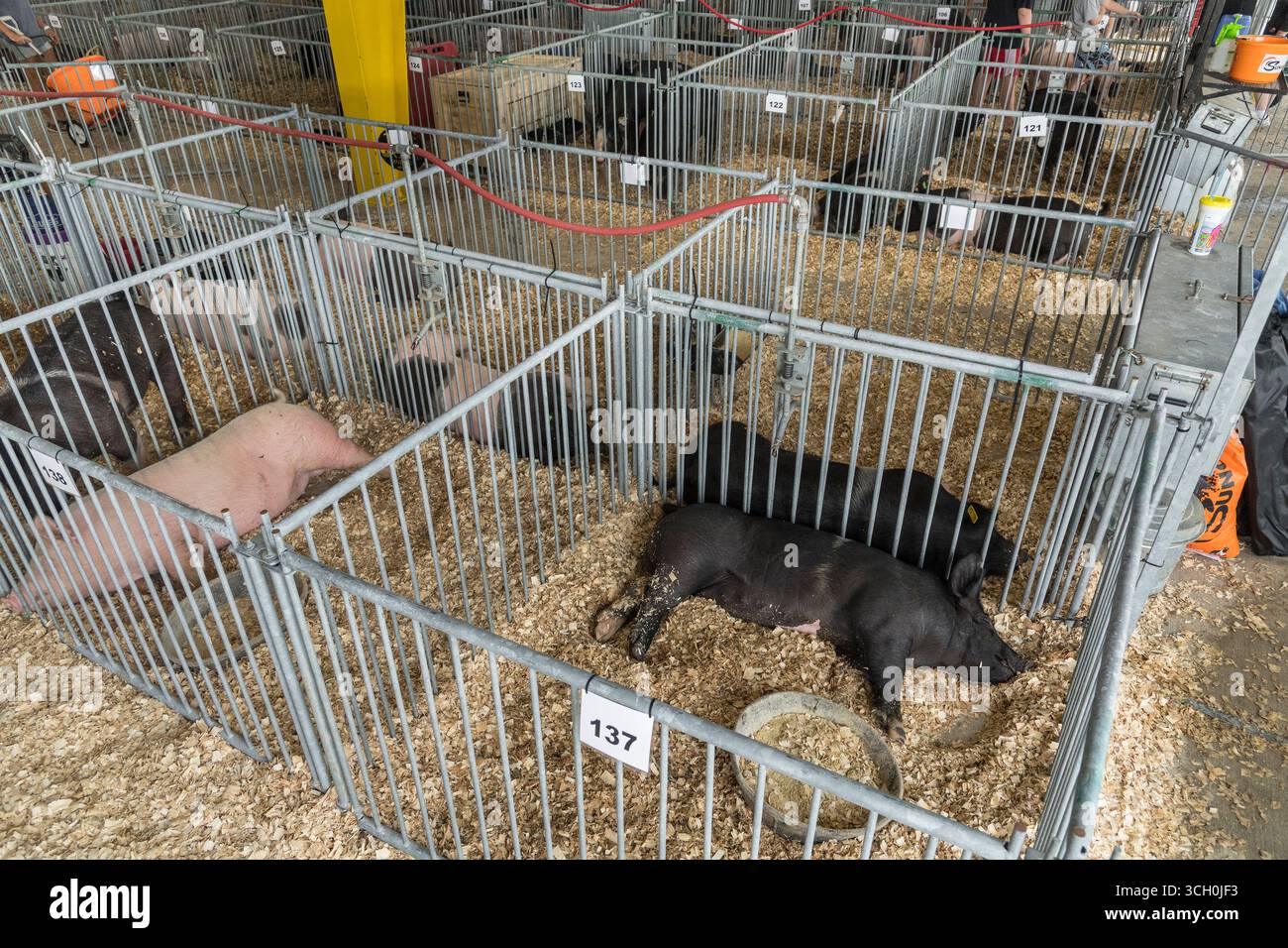 Pig contest state fair hi-res stock photography and images - Alamy