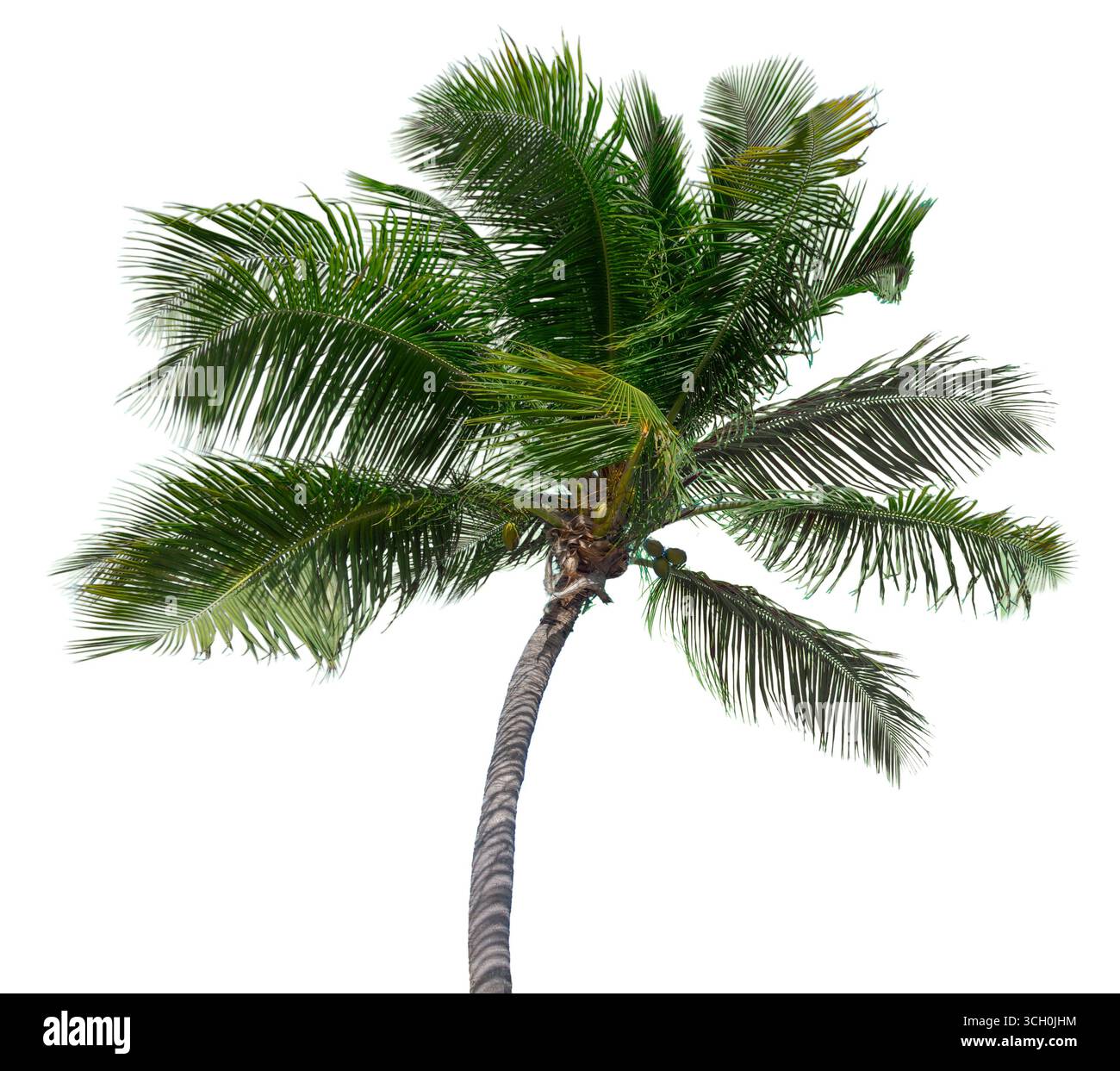 Perfect palm tree Cut Out Stock Images & Pictures - Alamy
