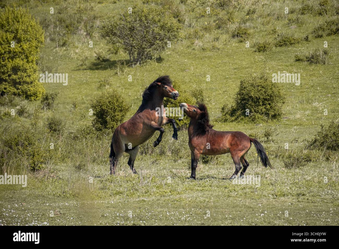 Herd wild horses running hi-res stock photography and images - Alamy