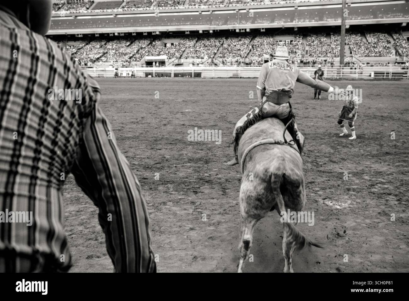 Bull rider and chute boss (left side) at the Calgary Stampede Rodeo ...