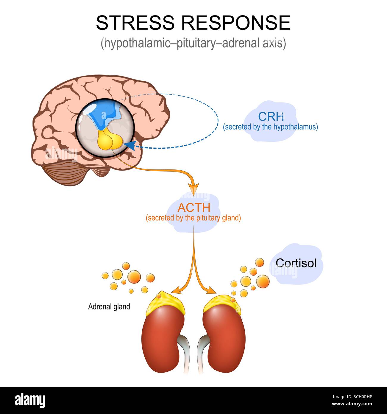 Hypothalamic pituitary adrenal axis Stock Vector Images - Alamy