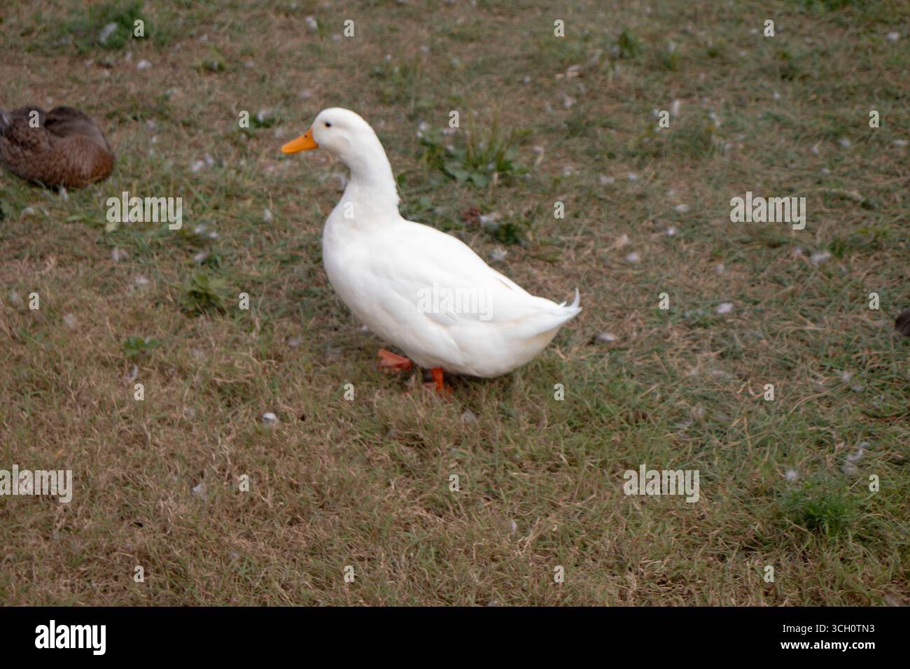 American pekin white duck hi-res stock photography and images - Alamy