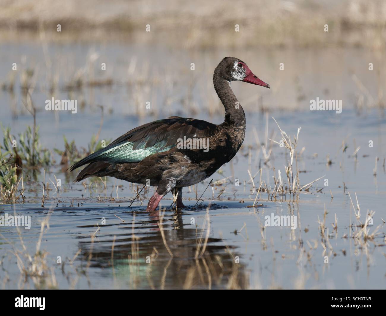 Spur Winged Goose Stock Photo - Alamy