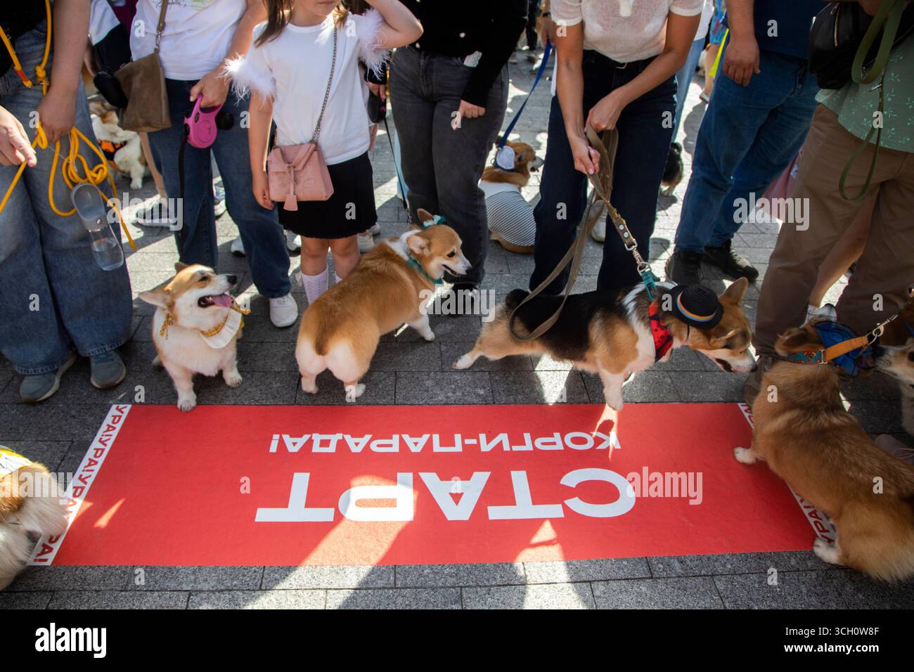 Moscow, Russia. 30th of August, 2025. A costumed Corgi parade takes ...