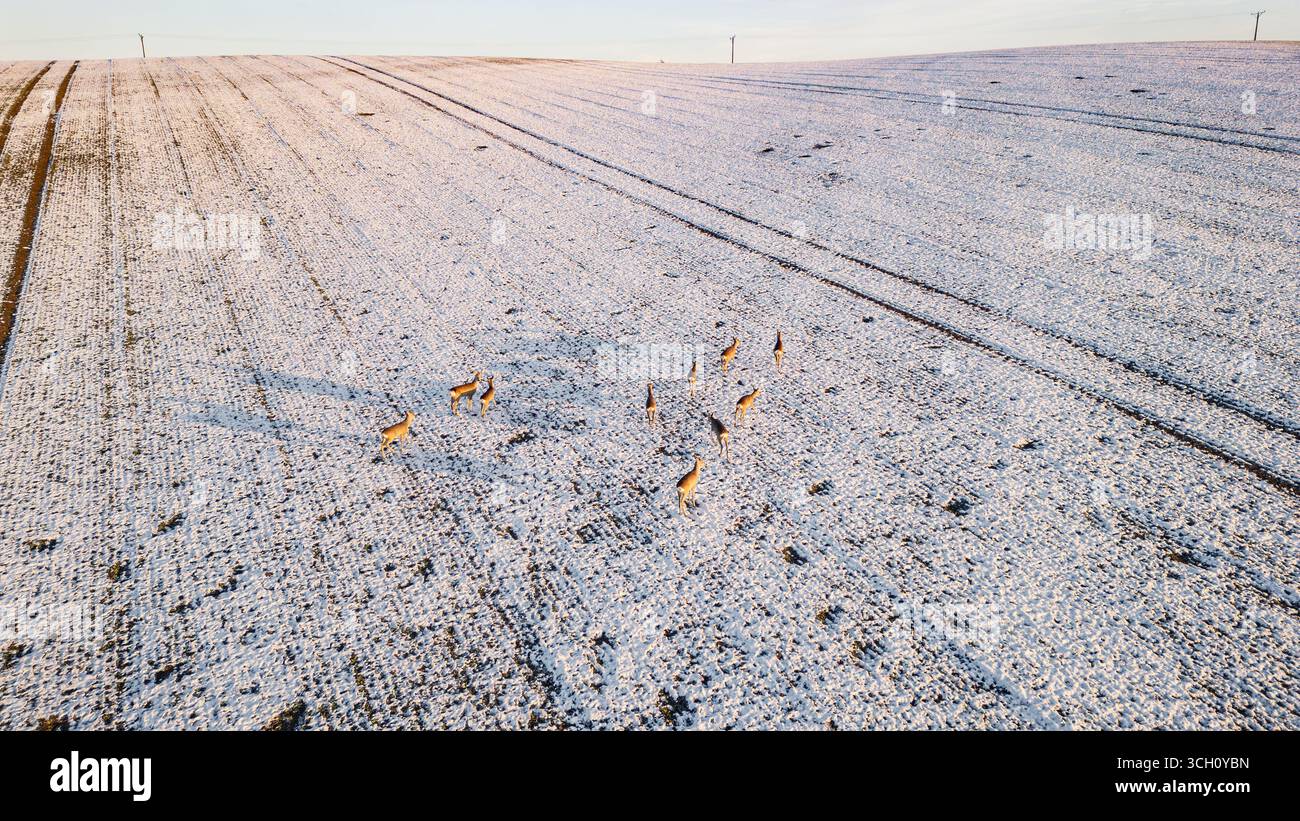 Wild deer casting long shadows hi-res stock photography and images - Alamy