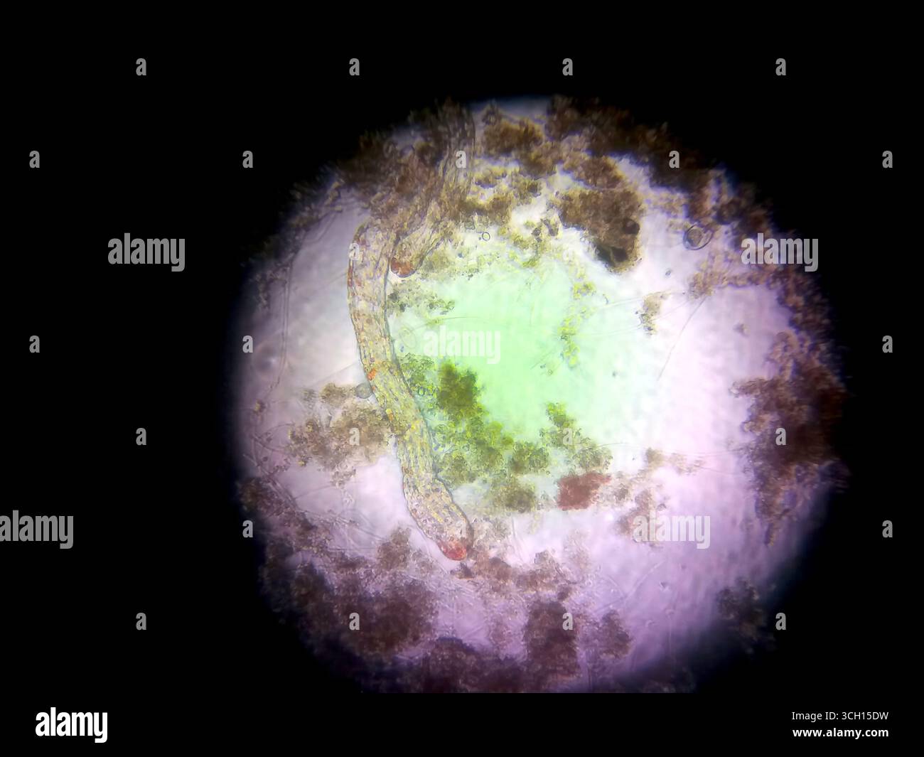 Revealing diverse shapes hi-res stock photography and images - Alamy