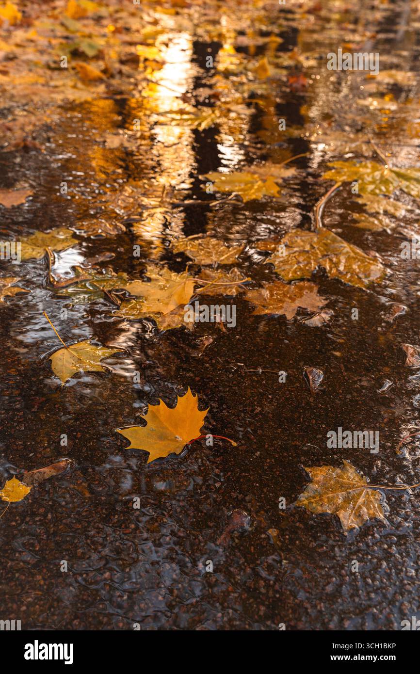 Autumn rain puddle on park hi-res stock photography and images - Alamy