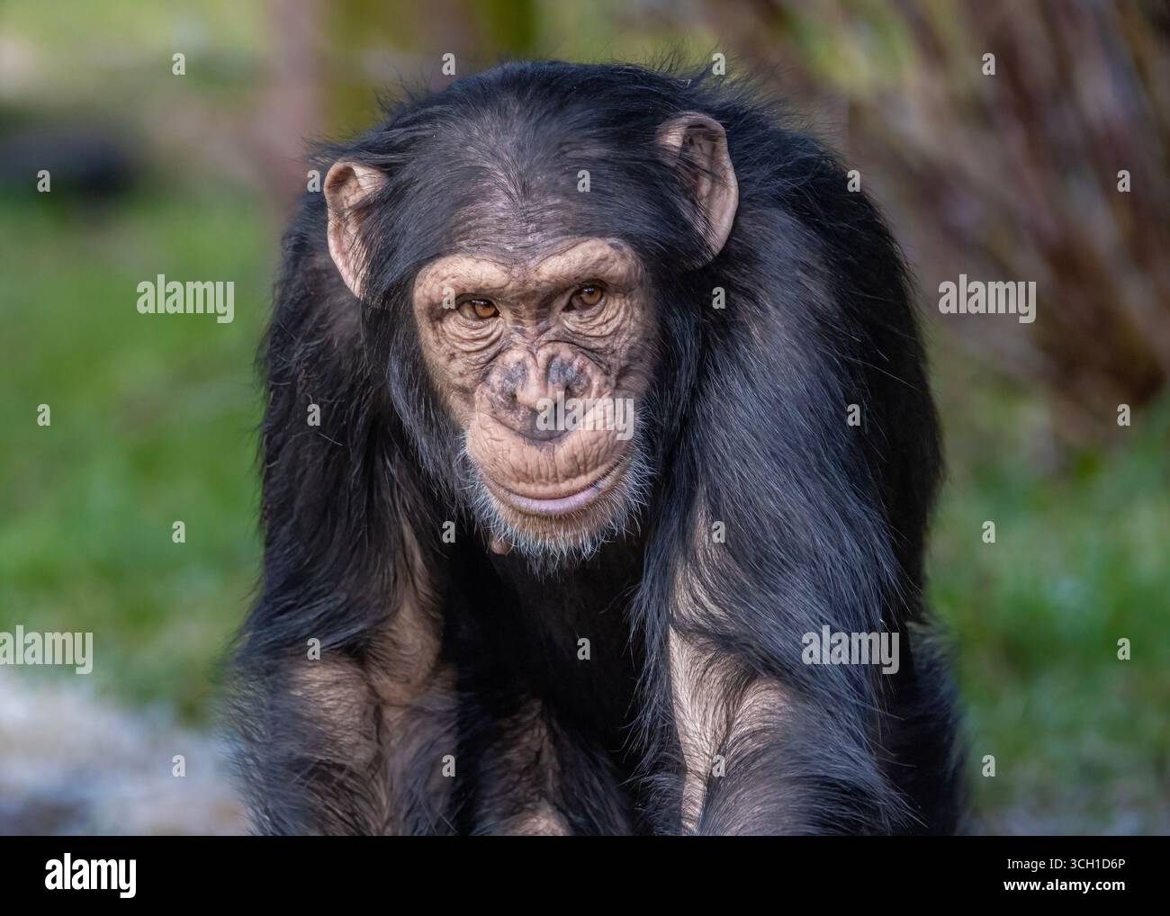 Chimpanzee funny hair hi-res stock photography and images - Alamy