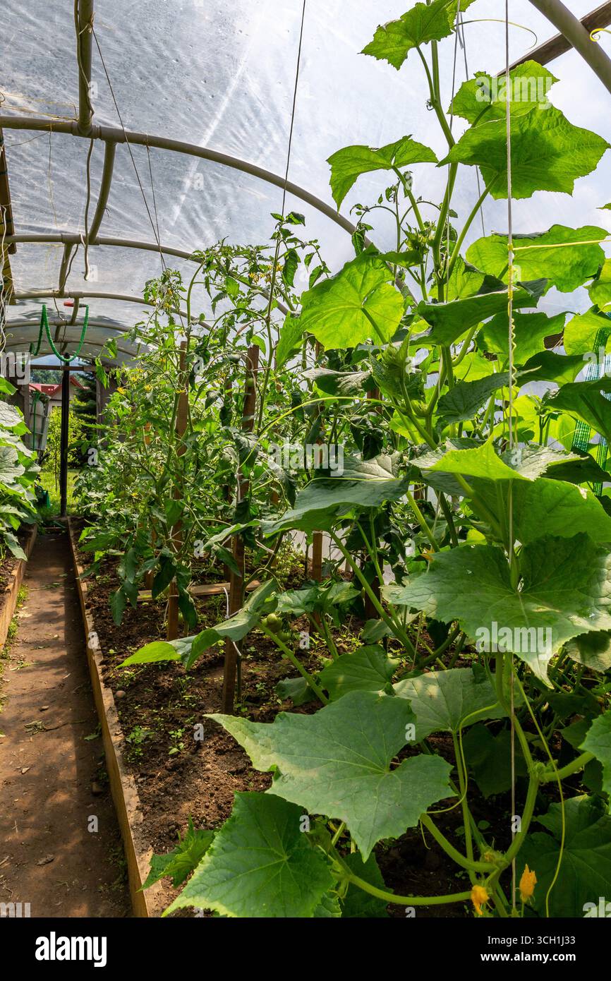 Cucumber plants (Cucumis sativus), growing inside a polytunnel ...