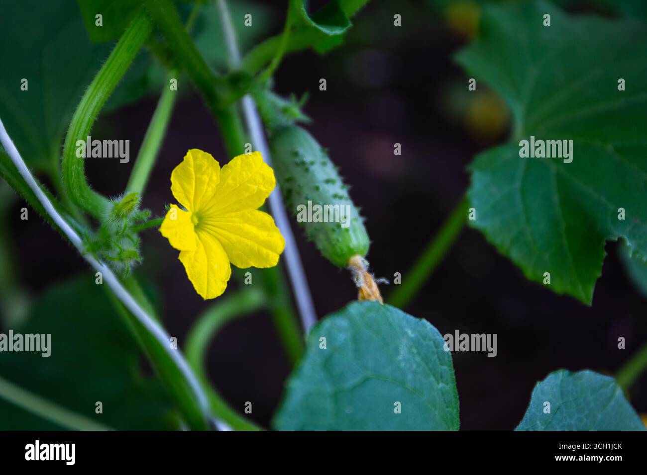 The cucumber (Cucumis sativus) green leaves, blooming small yellow ...