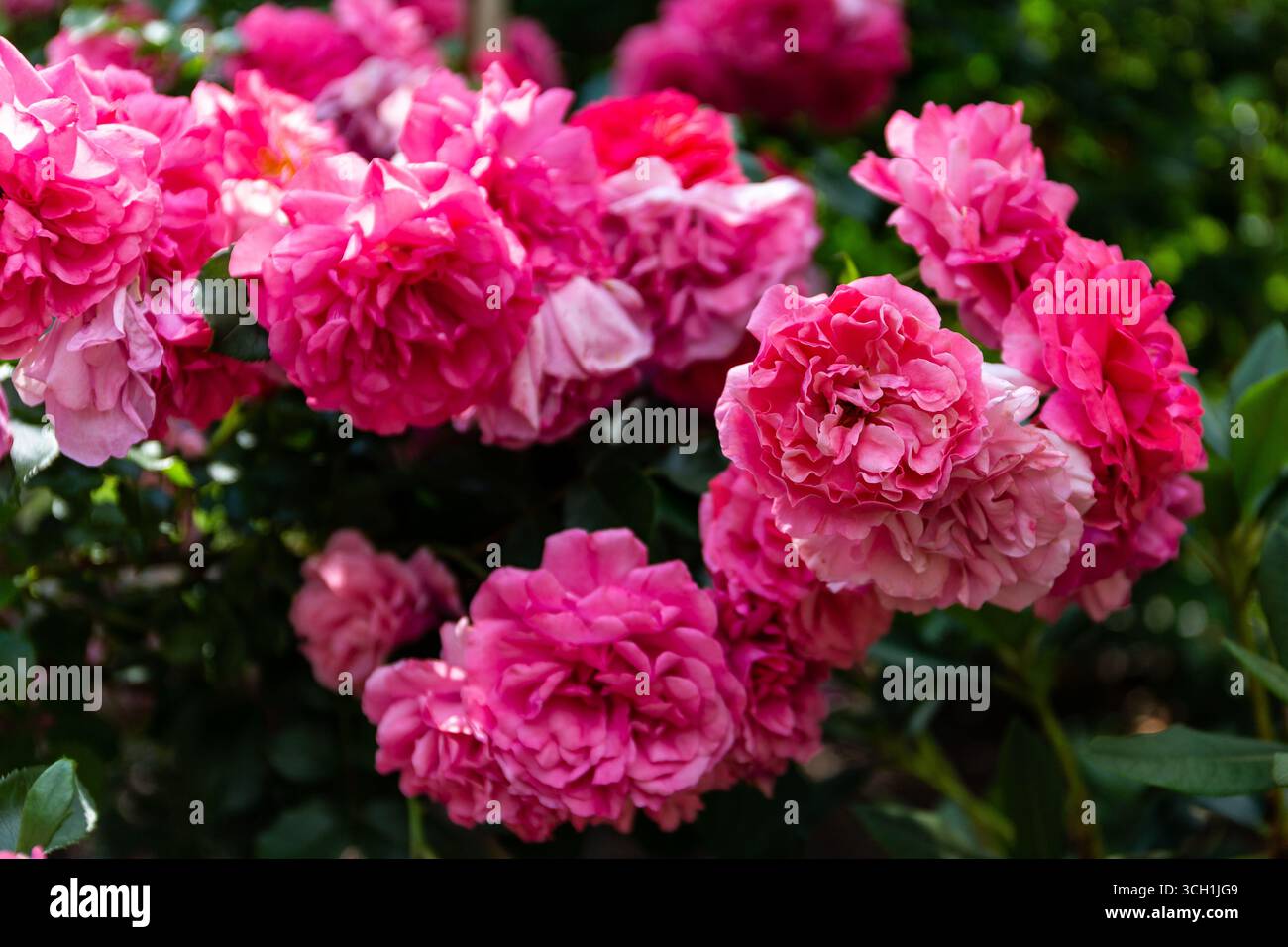 Pink French roses (Rosa Gallica, rose of provins, provence rose, gallic ...