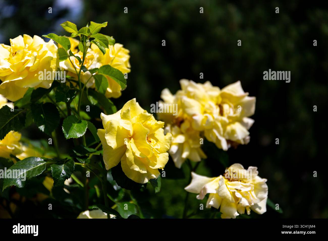 Vibrant yellow rose shrub (variety Rosa Sun Flare, Sunsprite) with ...